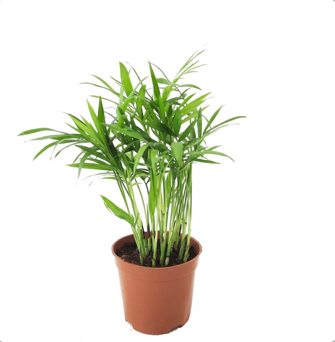 Terrarium Plants: A Complete Guide to Choosing and Growing Stunning ...