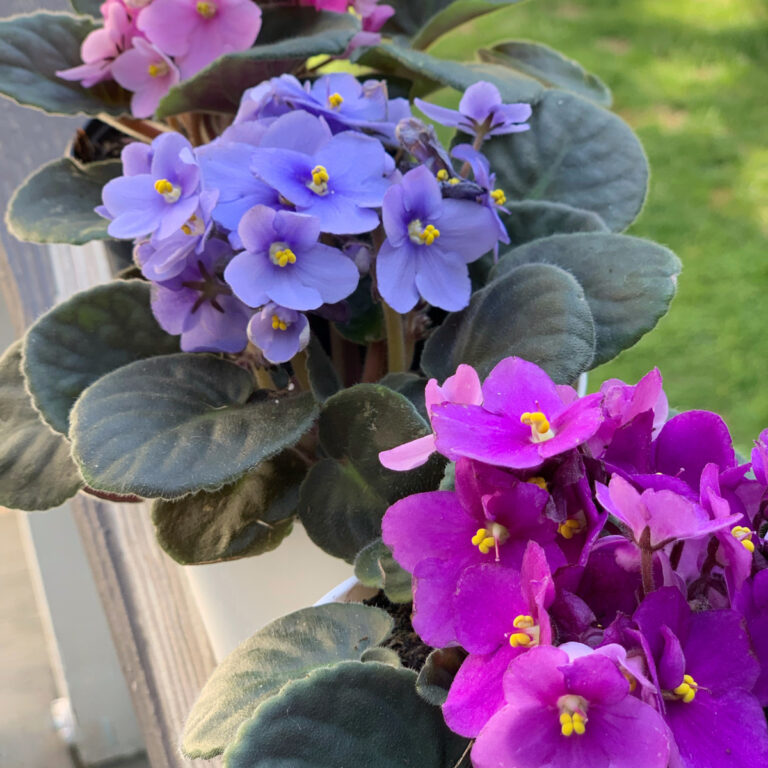 Best Soil for African Violets: The Ideal Mix for Beautiful Blooms ...