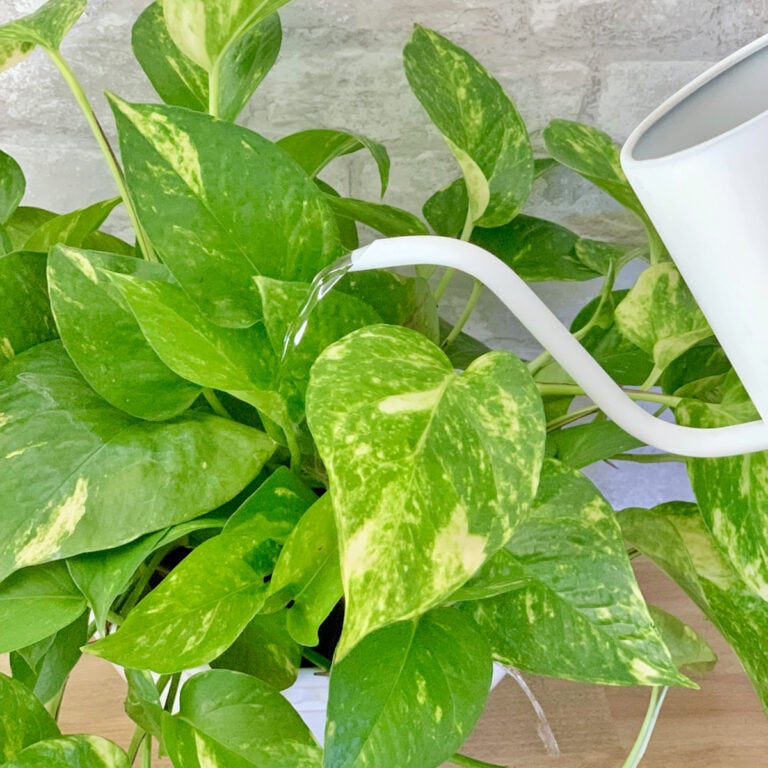 DIY Pothos Soil Mix Recipe: Growing Gorgeous Pothos - Celebrated Nest