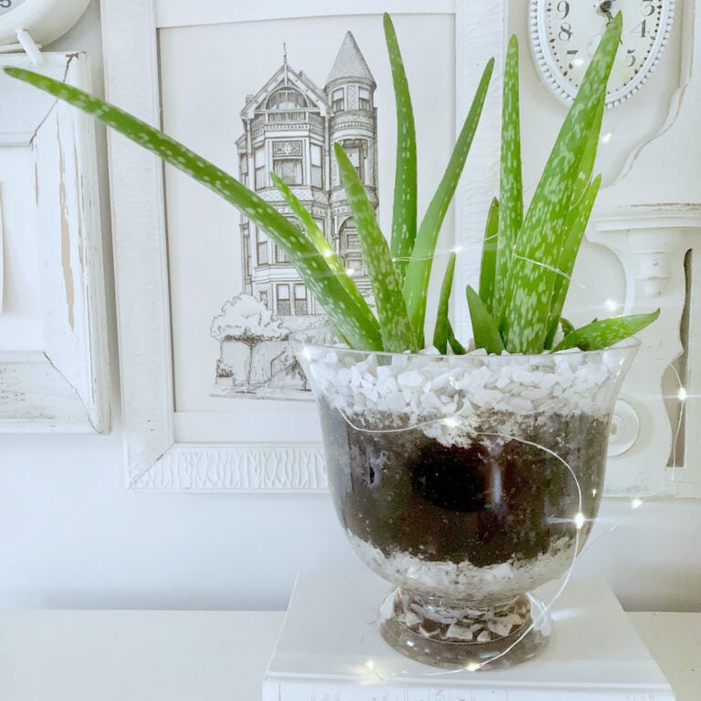 Why are My Plants Drooping? How to Revive Your Sad, Droopy Houseplants ...