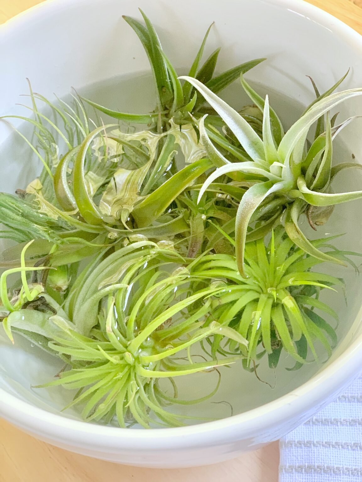 How Often to Mist Air Plants (all your watering questions answered ...