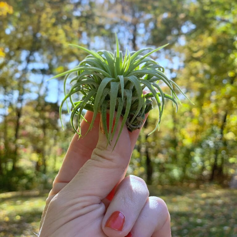 Why are My Plants Drooping? How to Revive Your Sad, Droopy Houseplants ...