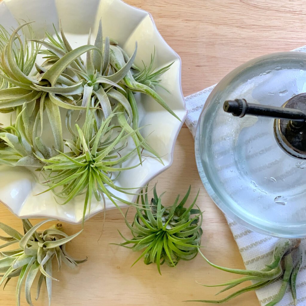 How to Water Air Plants: Misting, Soaking, and Simple Fixes for Healthy ...
