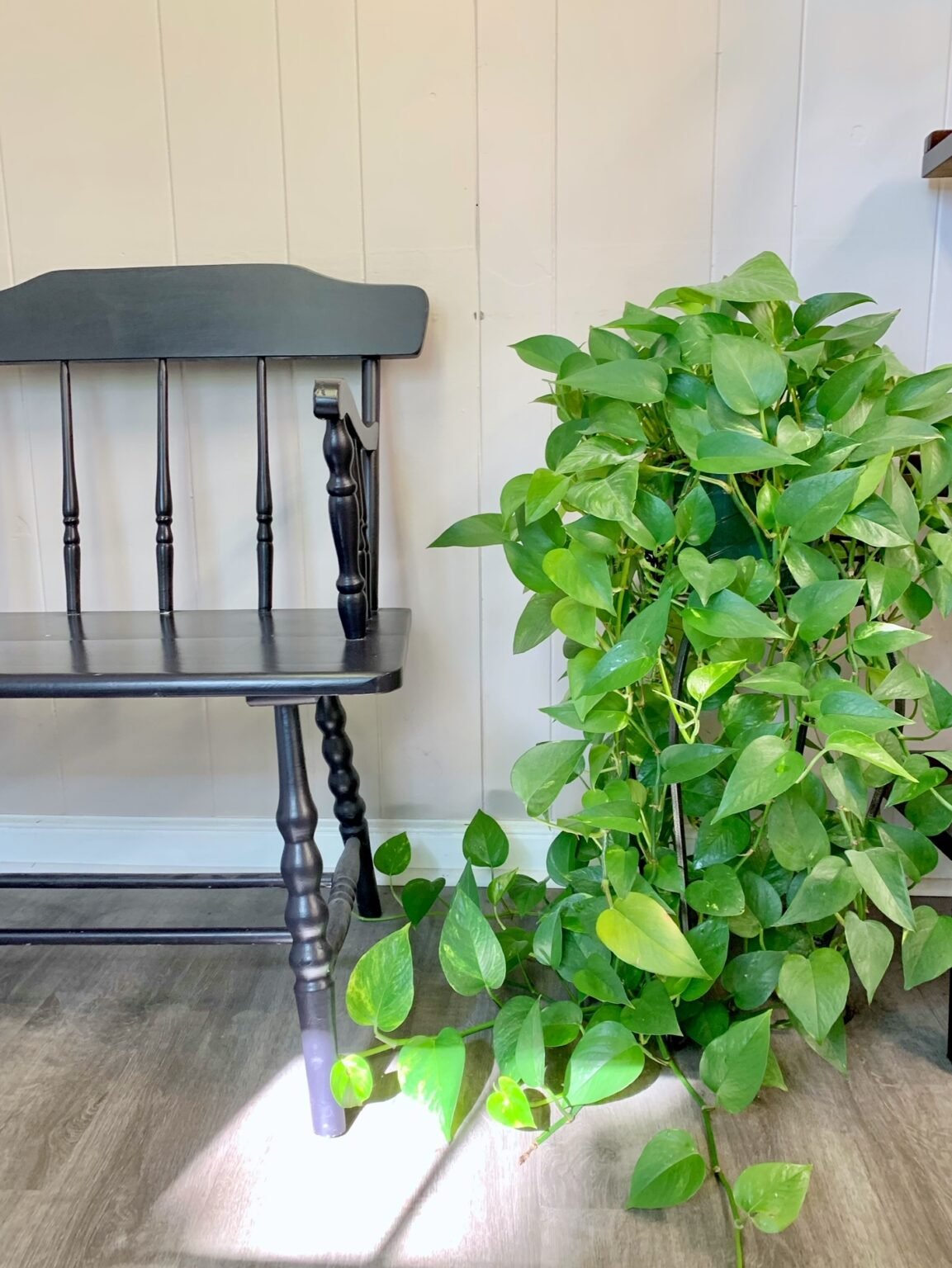 DIY Pothos Soil Mix Recipe: Growing Gorgeous Pothos - Celebrated Nest