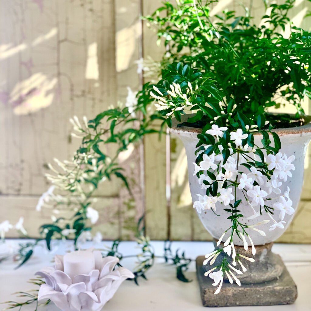 Stephanotis Plant Care: How to Grow This Fragrant Vine Indoors ...