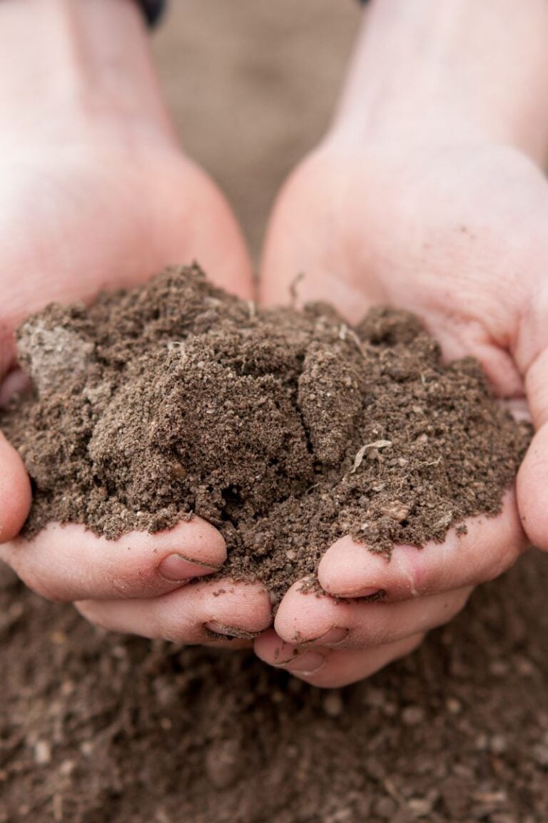 DIY Pothos Soil Mix Recipe: Growing Gorgeous Pothos - Celebrated Nest