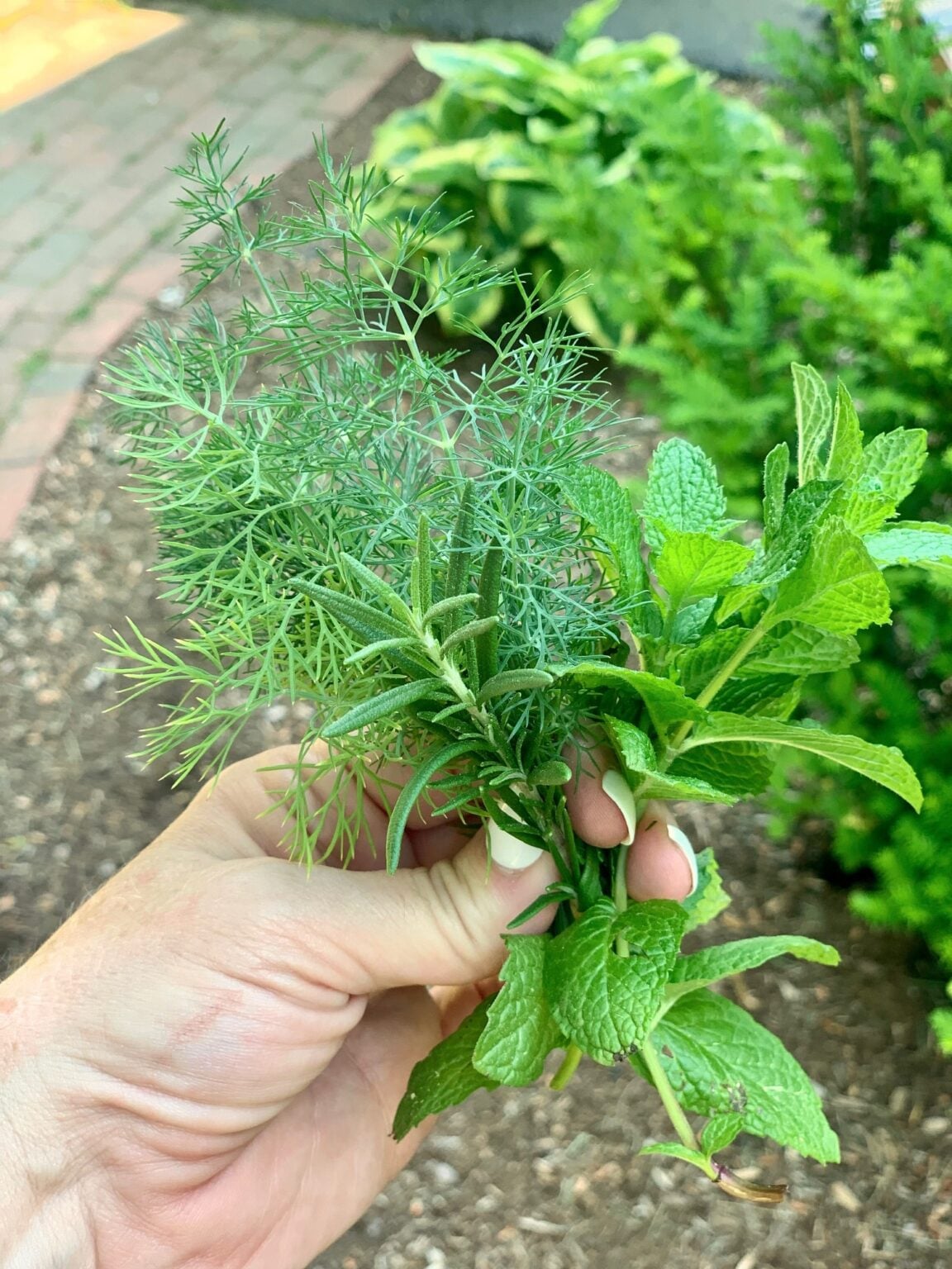 Cutting Dill Made Easy: Techniques, Tips, and Uses - Celebrated Nest