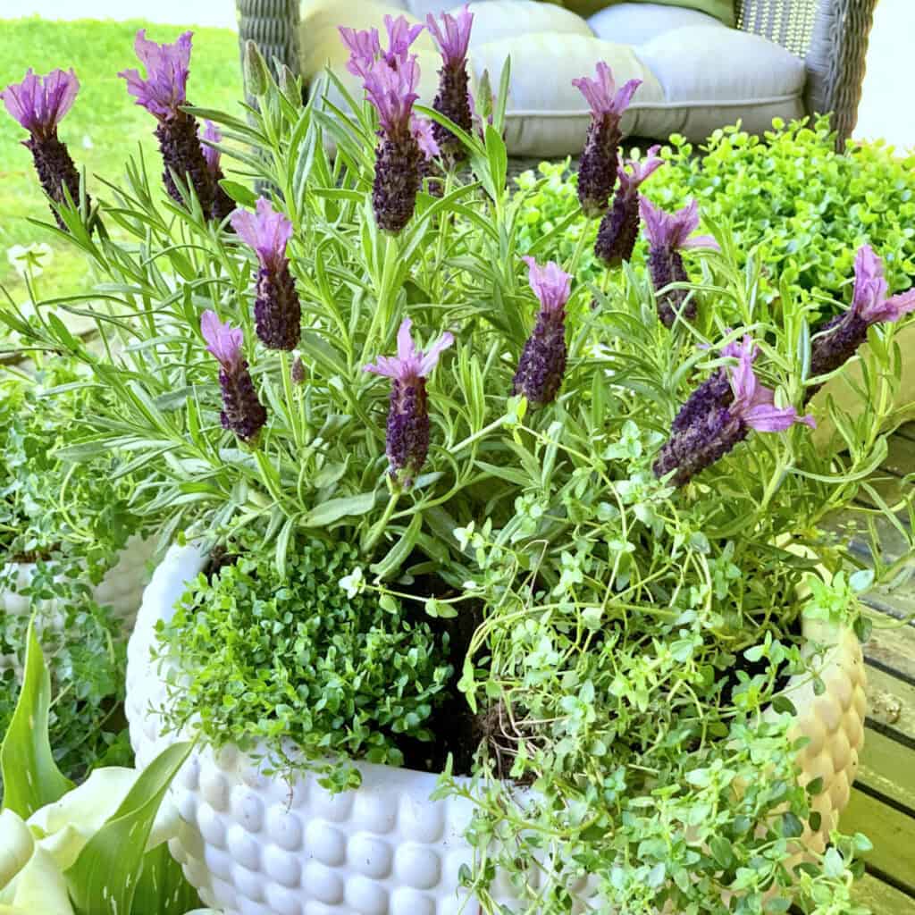 How to Grow and Care for a Lavender Tree: Complete Guide for Indoor and ...