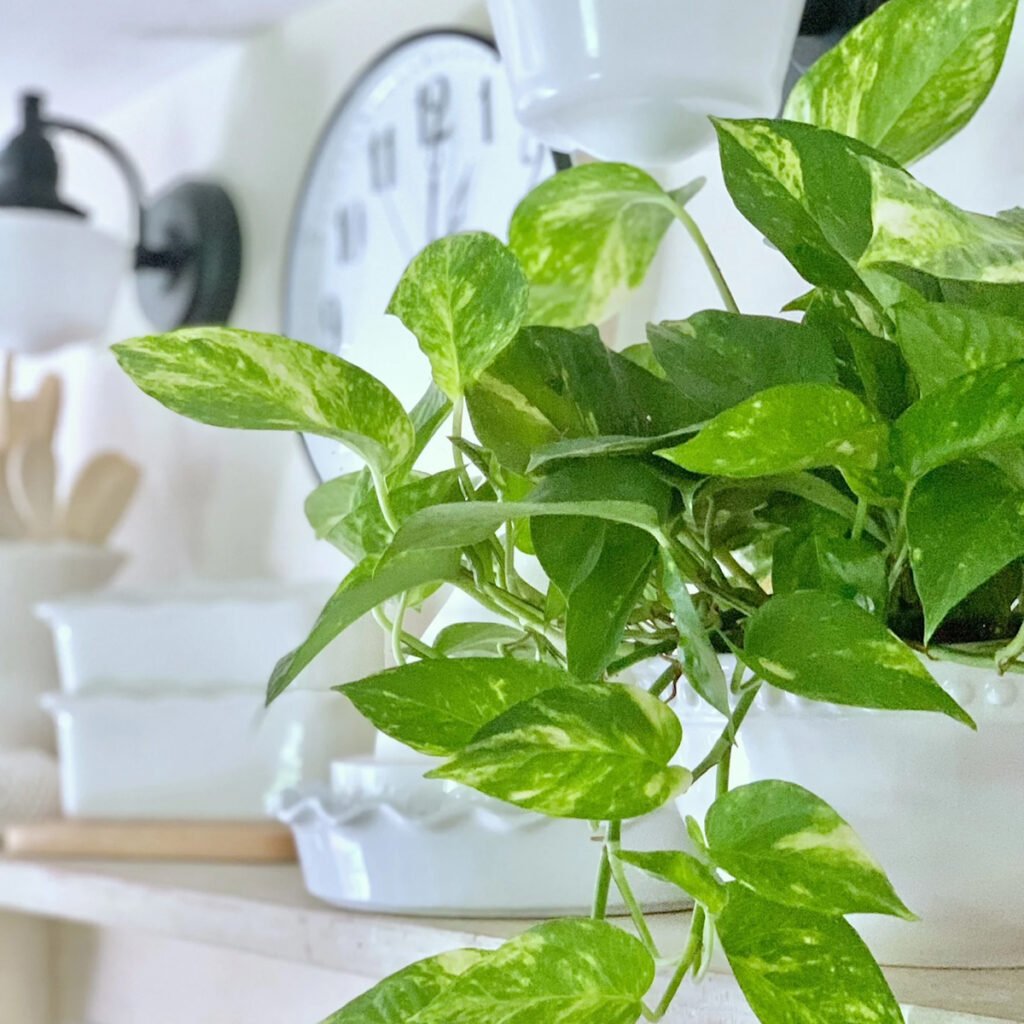 Planting Hydroponic Pothos: Effortlessly Growing Houseplants in Water ...