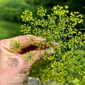 Cutting Dill Made Easy: Techniques, Tips, and Uses - Celebrated Nest