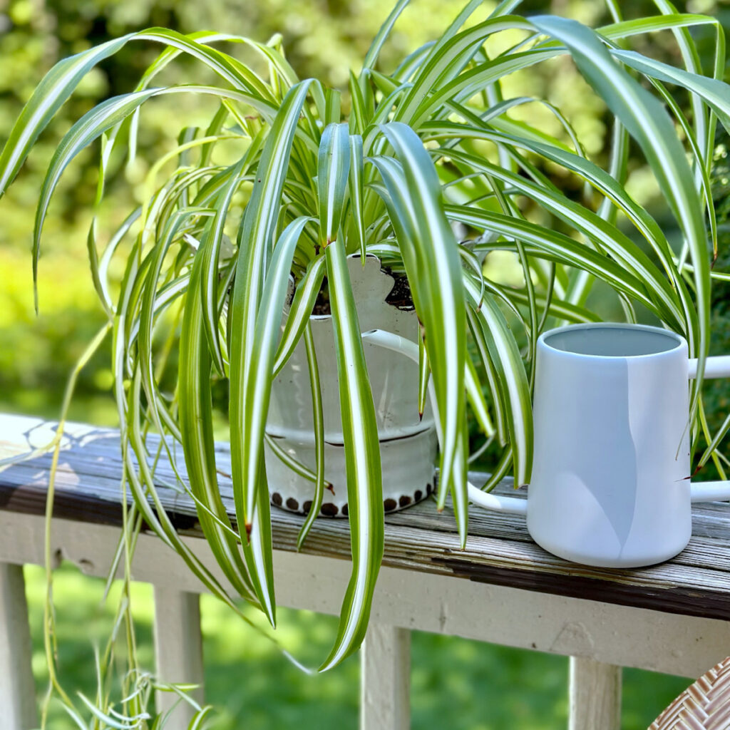 Why are My Plants Drooping? How to Revive Your Sad, Droopy Houseplants ...