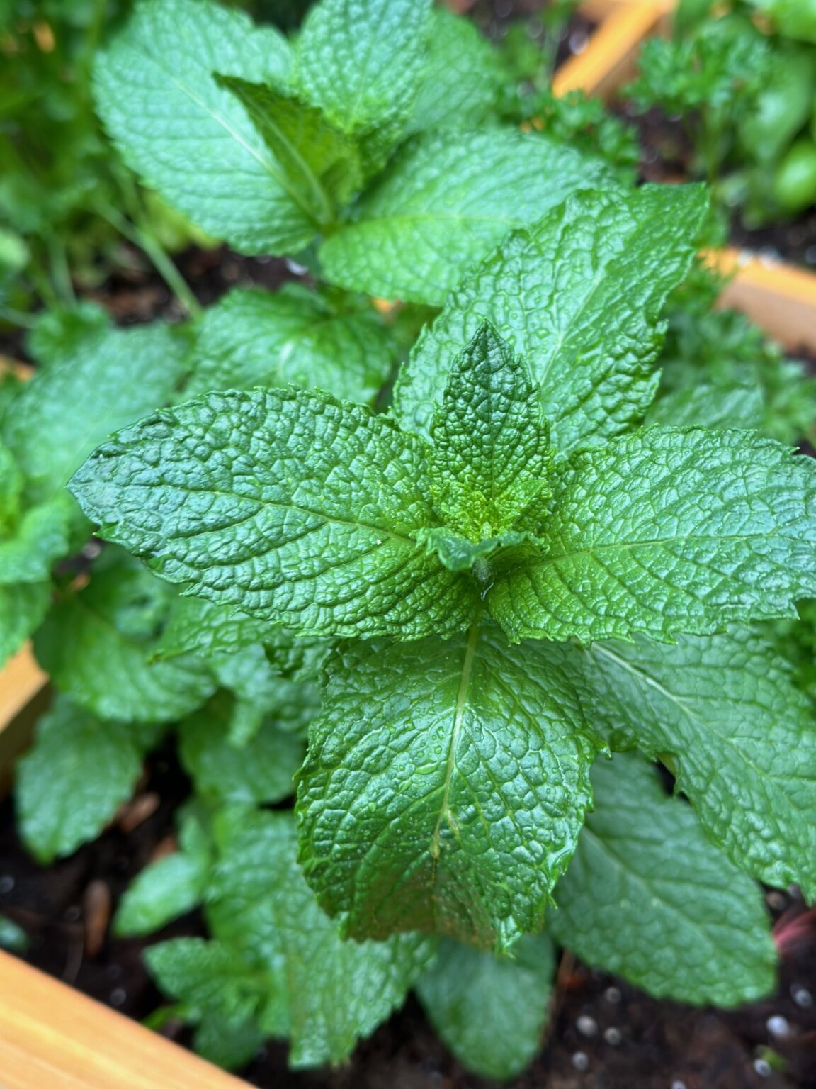 Do Mint Plants Flower? Everything You Need to Know! - Celebrated Nest