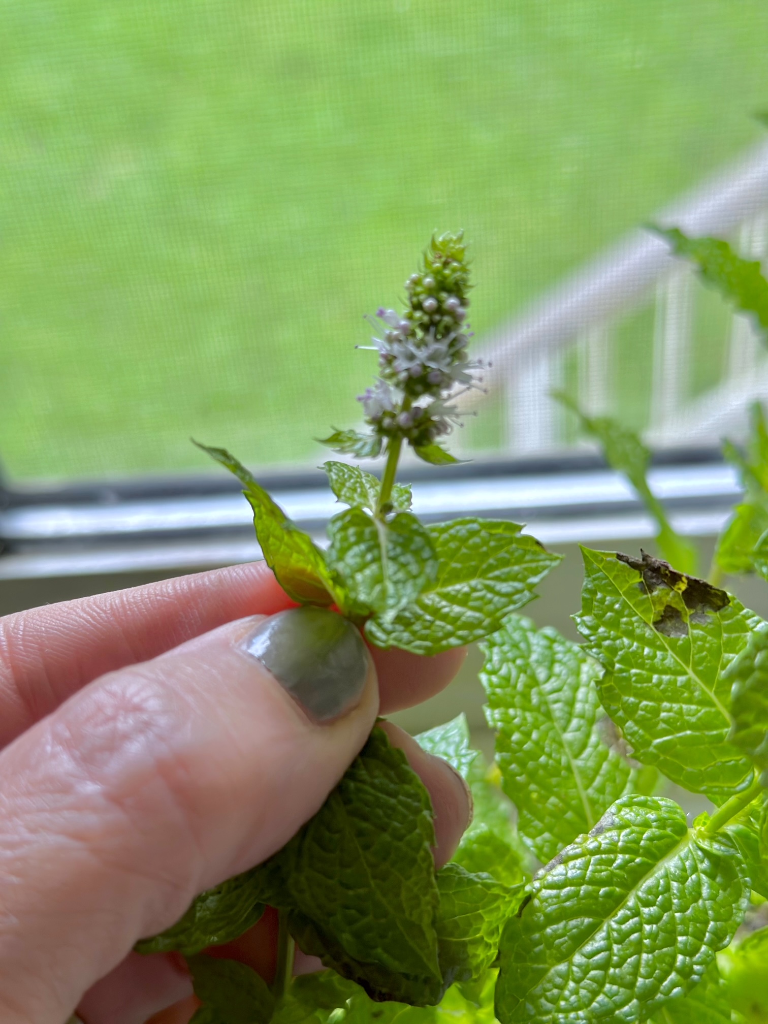 Do Mint Plants Flower? Everything You Need to Know! - Celebrated Nest