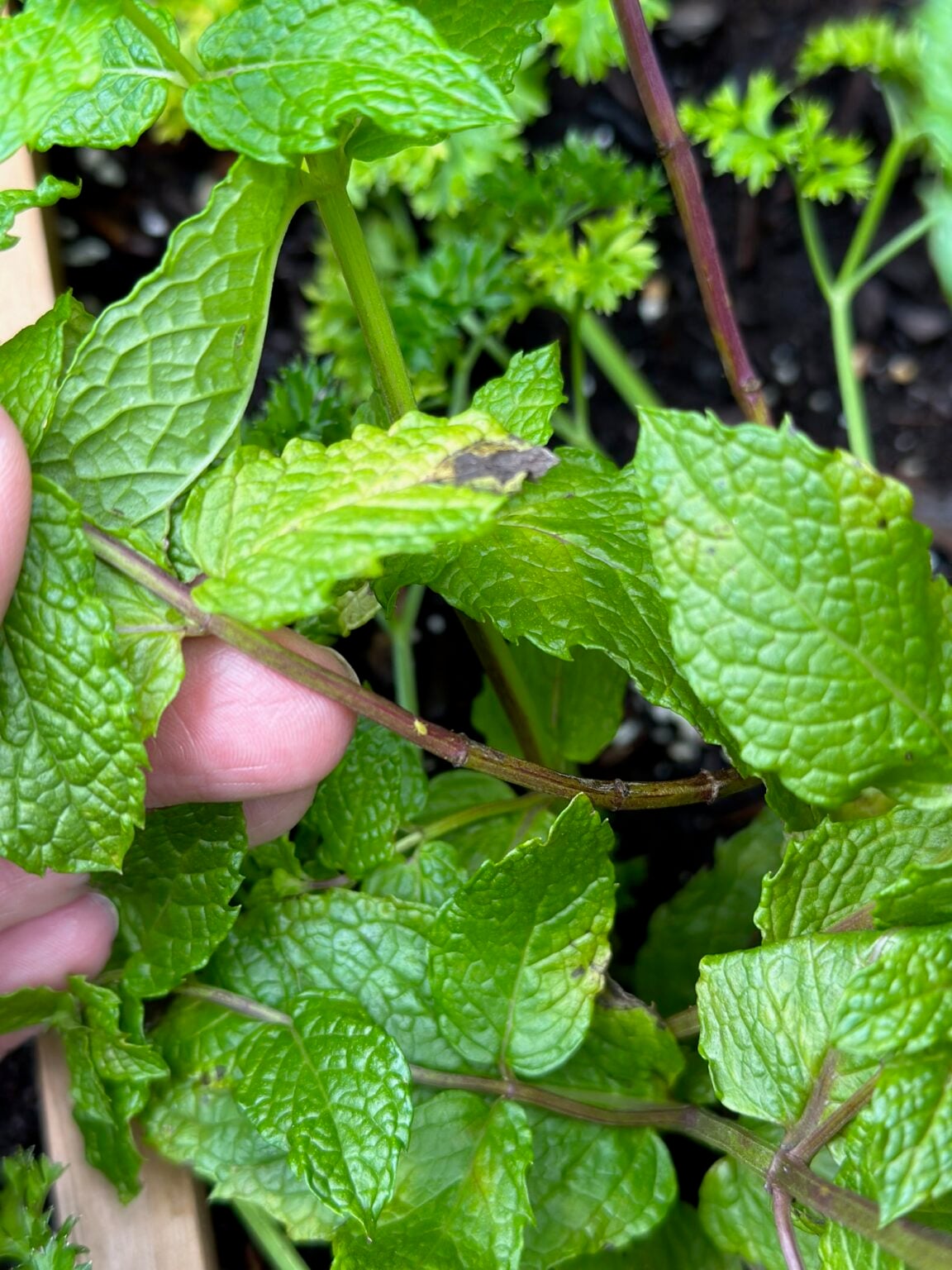 Flowers On Mint: Should You Let Mint Bloom (and Can You Still Use It ...