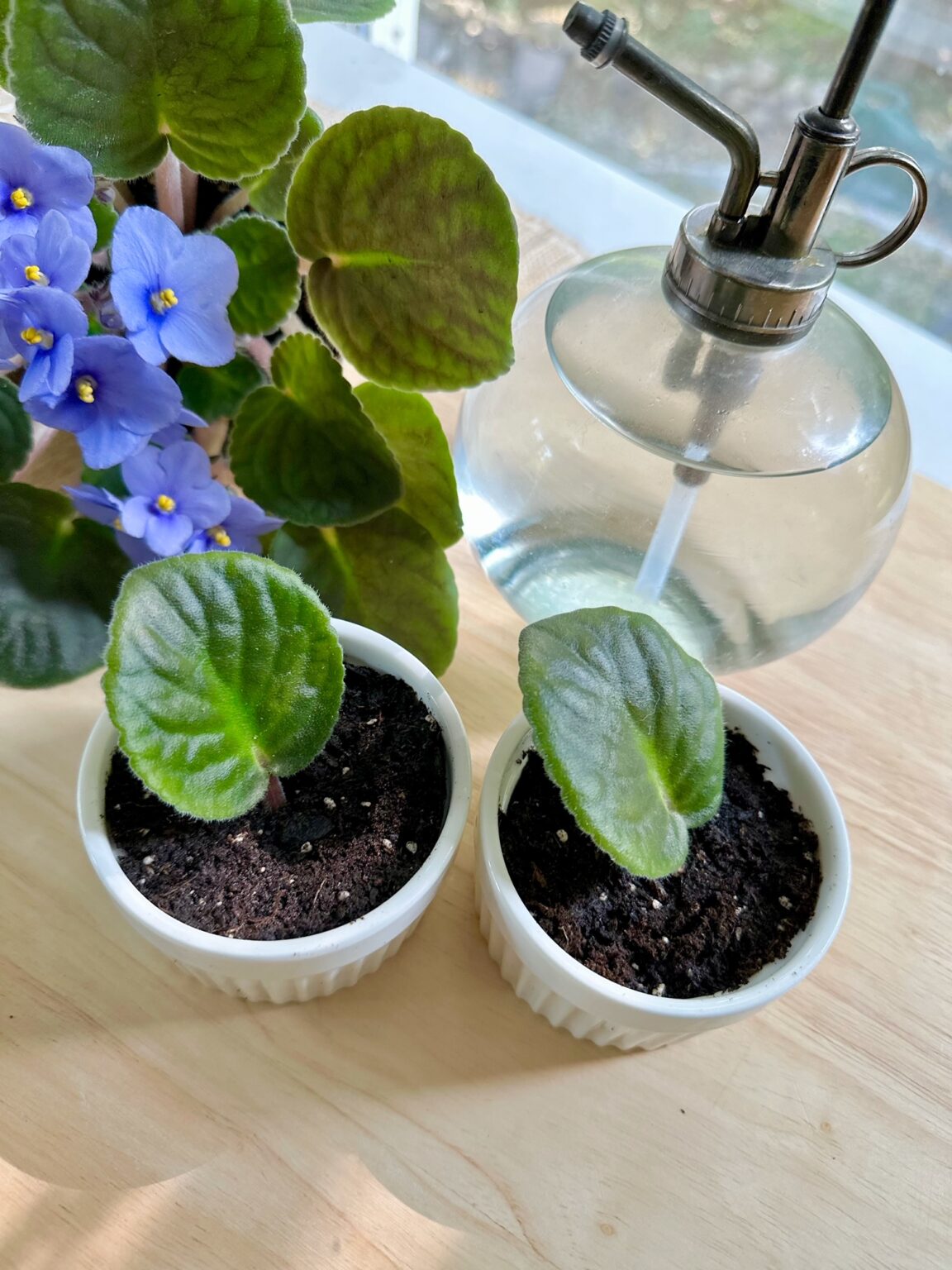 Best Soil for African Violets: The Ideal Mix for Beautiful Blooms ...