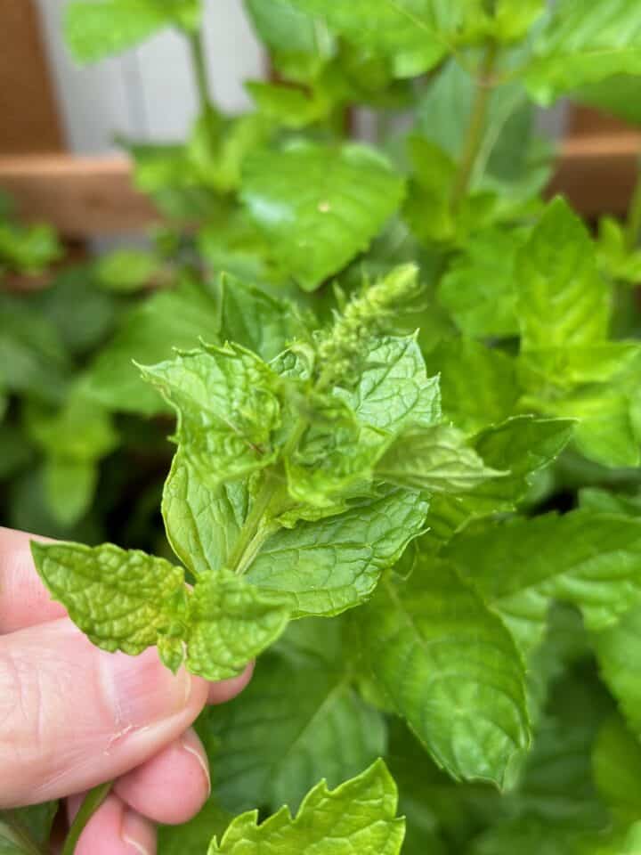 Flowers On Mint: Should You Let Mint Bloom (and Can You Still Use It ...