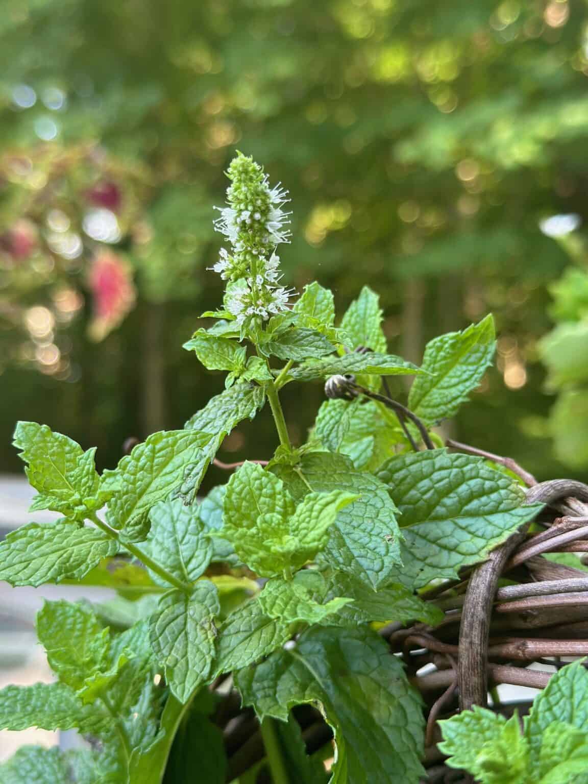 How to Water Mint Plants (How Much, How Often, and What to Avoid ...