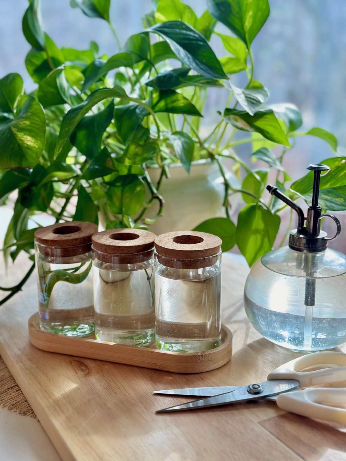 How to Propagate Pothos: Step-by-Step Guide for Water and Soil Cuttings ...