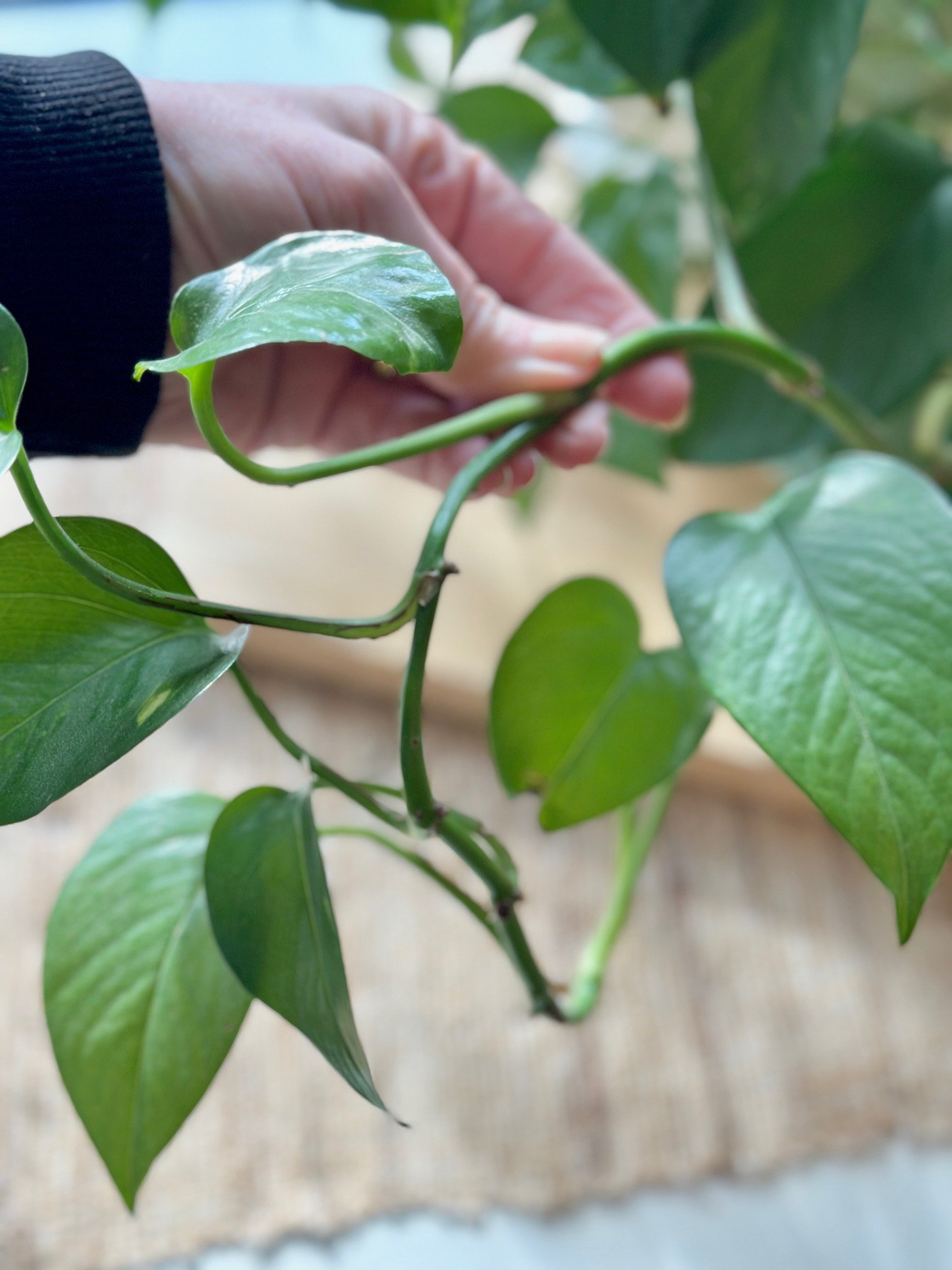 Planting Hydroponic Pothos: Effortlessly Growing Houseplants in Water ...