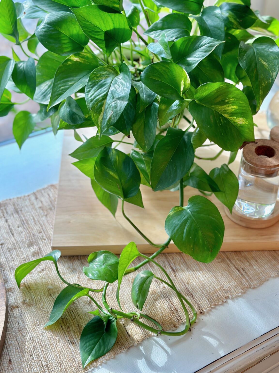 How to Propagate Pothos: Step-by-Step Guide for Water and Soil Cuttings ...