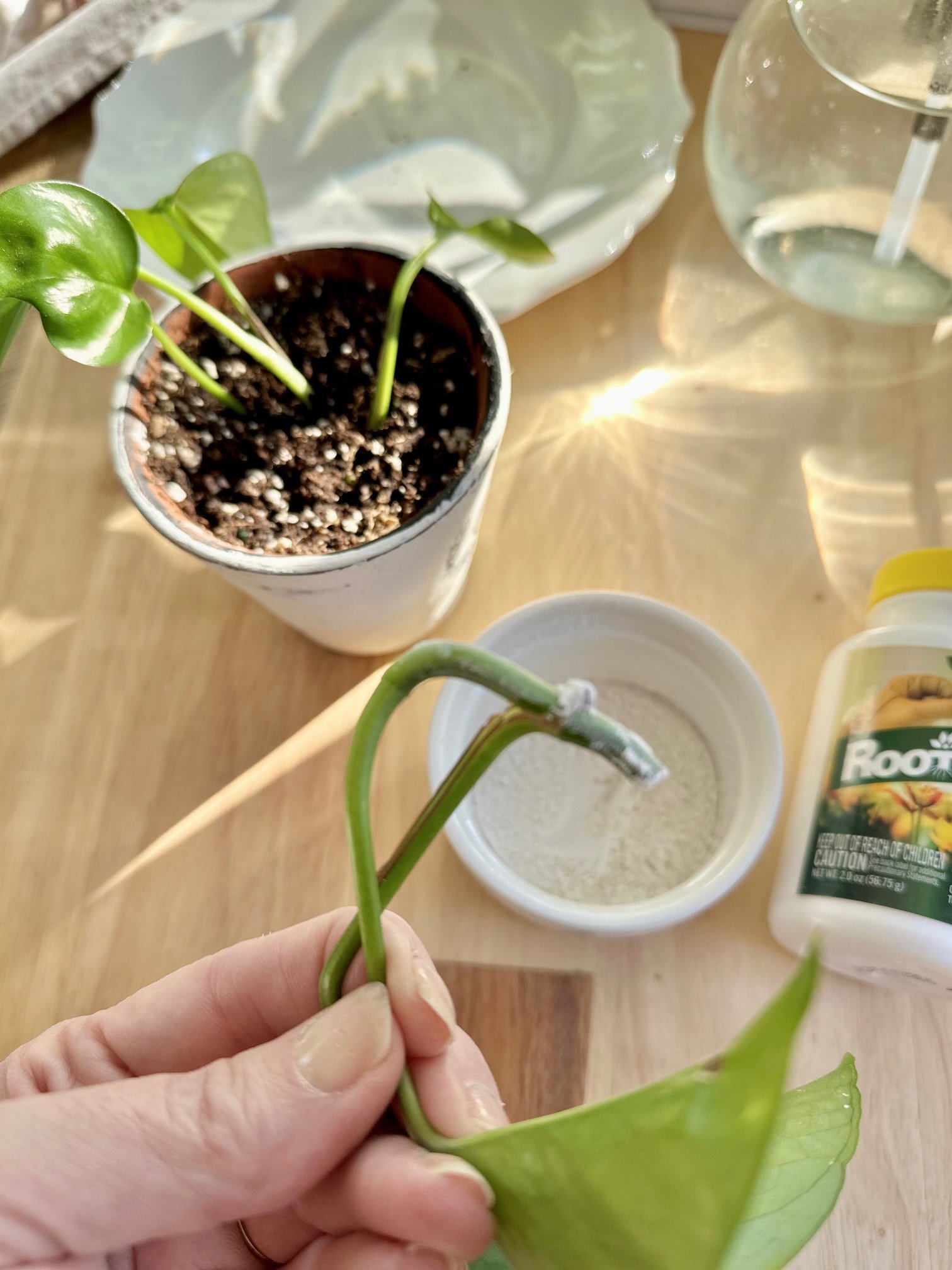 How to Propagate Pothos: Step-by-Step Guide for Water and Soil Cuttings ...