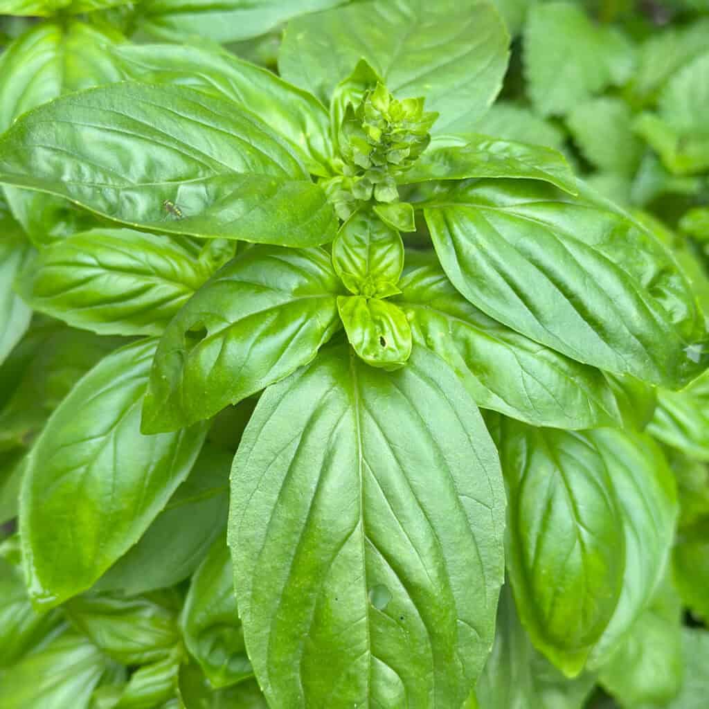 Easy Homemade Herb Salt Recipes: Seasoning Game Changer - Celebrated Nest