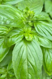 Purple Basil: How to Grow, Use, and Cook with This Beautiful Herb ...