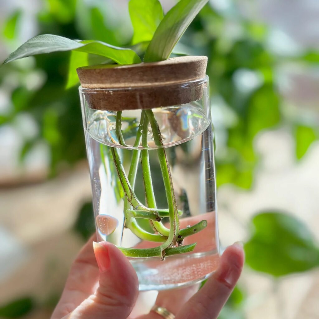 DIY Pothos Soil Mix Recipe: Growing Gorgeous Pothos - Celebrated Nest