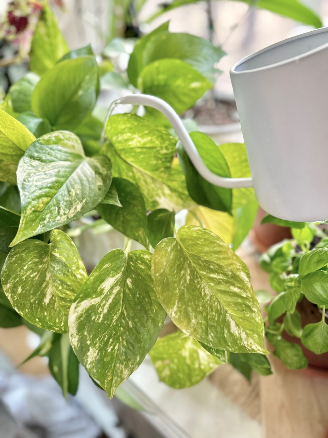 DIY Pothos Fertilizer: The Best Kept Secret for Lush Plants ...