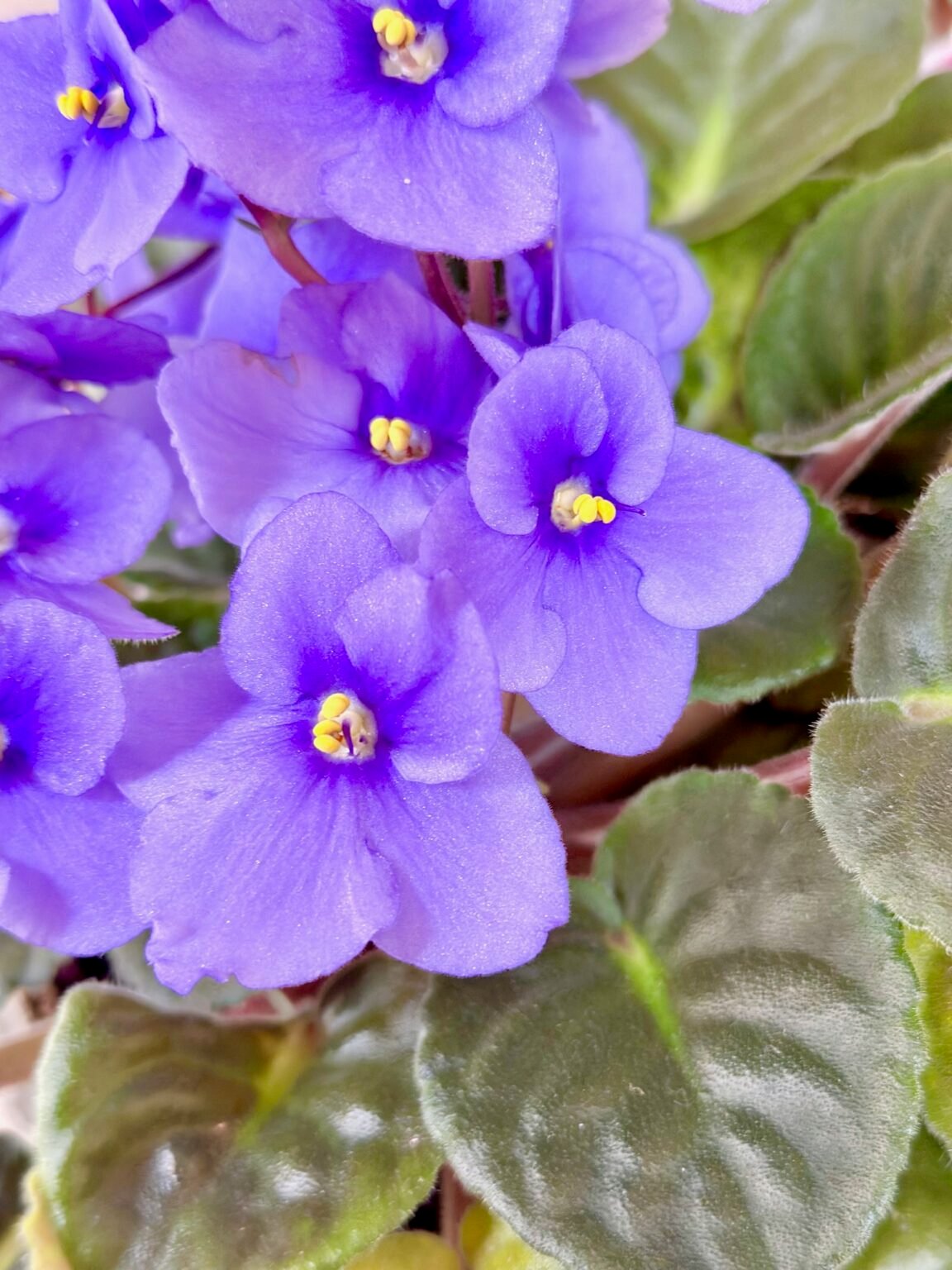 Best Soil For African Violets (What To Buy And How To Mix It ...