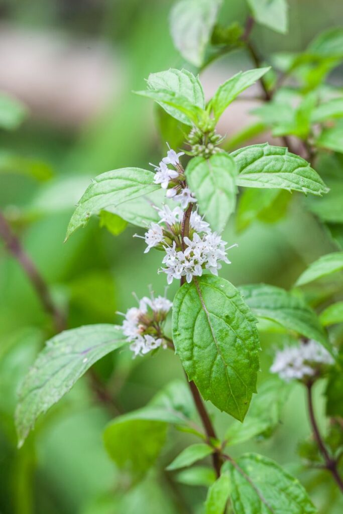 Orange Mint Plant Guide: Grow and Enjoy This Fresh Citrus-Scented Herb ...