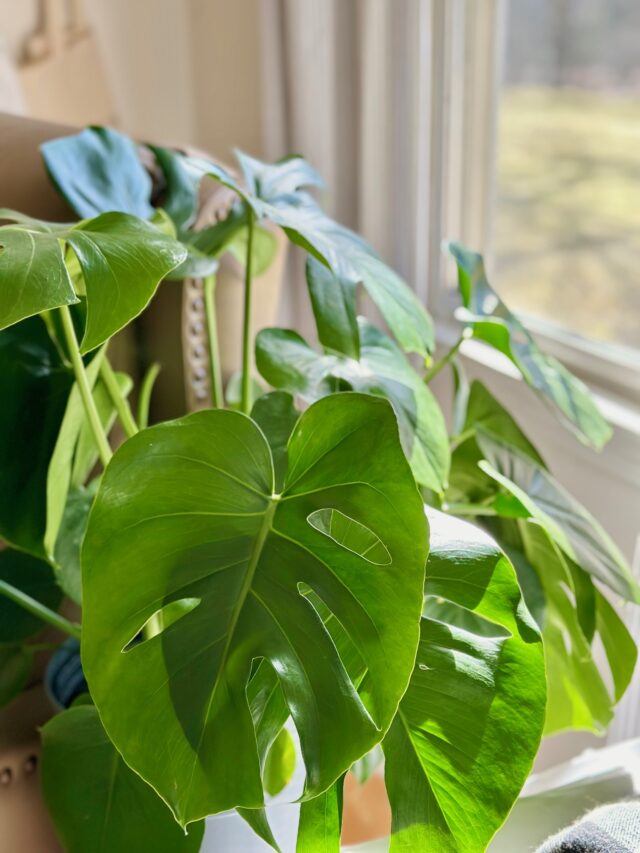 How Much Light Does Your Monstera Really Need? The Complete Guide ...