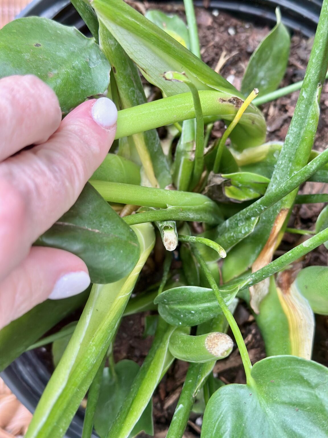 Monstera Soil: The Best Mix for Healthy Growth (DIY & Store-Bought ...