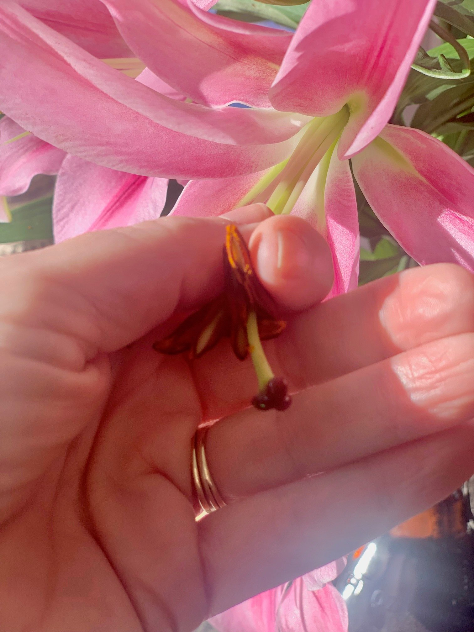 How to Design a Lily Flower Arrangement like a Pro - Celebrated Nest