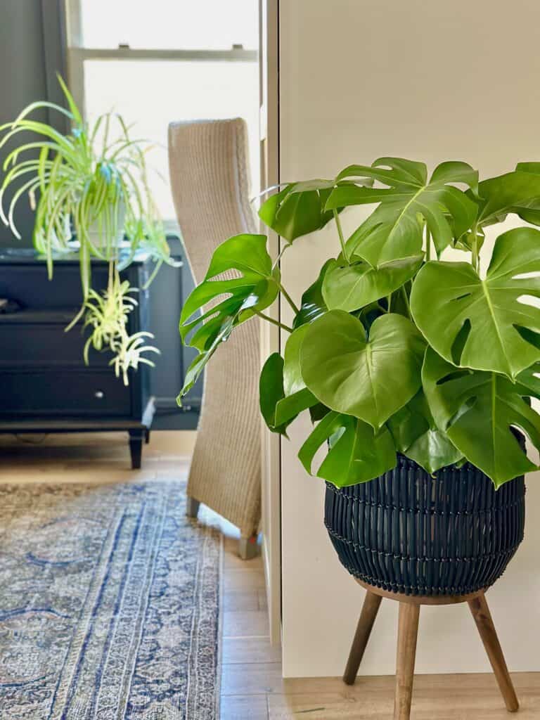 Monstera Fertilizer Tips for Big, Healthy Leaves - Celebrated Nest