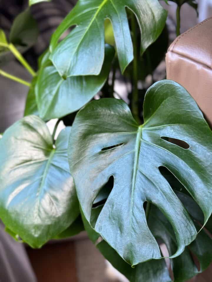 Monstera Light Requirements: The Best Sunlight for Healthy Growth ...