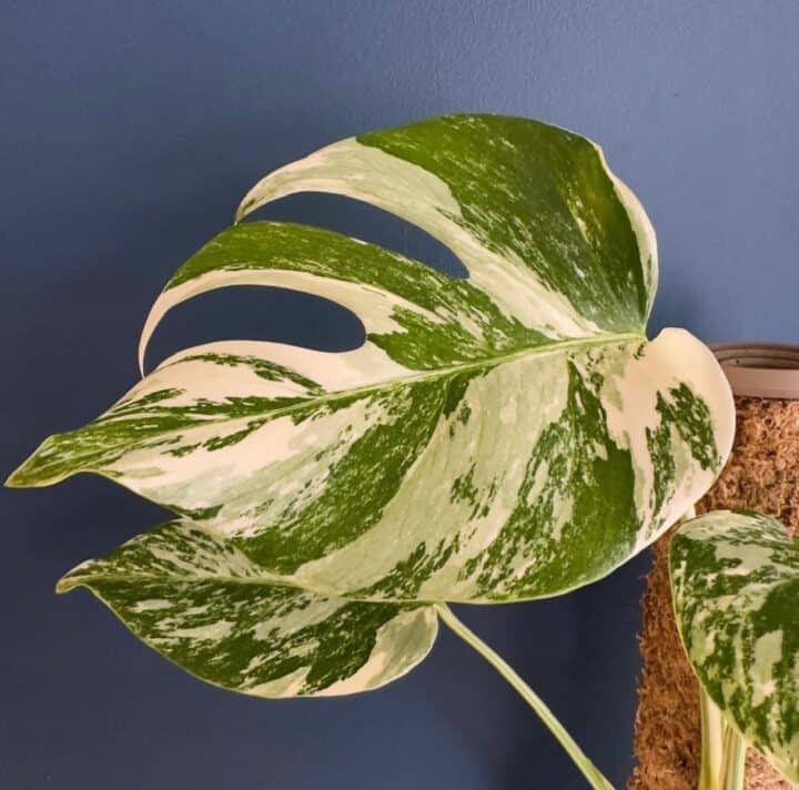 Monstera Albo: How to Grow, Propagate, and Buy This Rare Plant ...