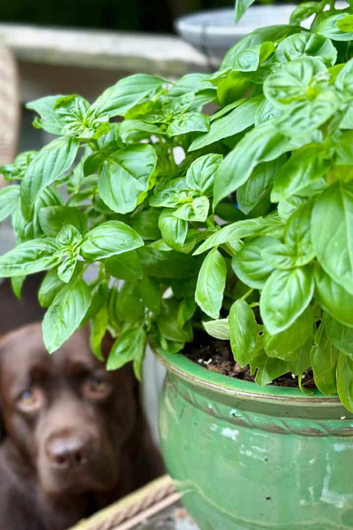 Purple Basil: How to Grow, Use, and Cook with This Beautiful Herb - Celebrated Nest
