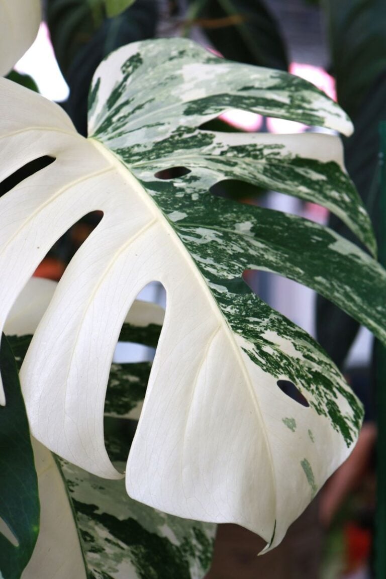 How to Grow and Buy Monstera Deliciosa Albo (Your 2025 Guide ...