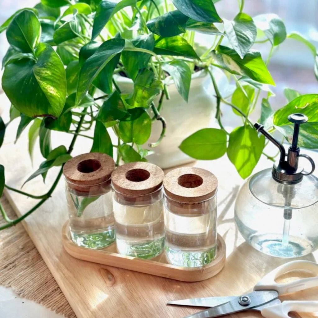 DIY Pothos Soil Mix Recipe: Growing Gorgeous Pothos - Celebrated Nest