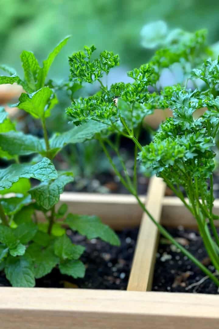 12 Herbs for Luck: Plants Traditionally Linked to Good Fortune