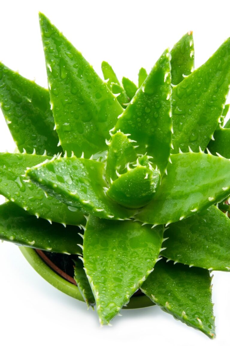 Affordable and Natural Aloe Vera Fertilizers Everyone Should Know ...