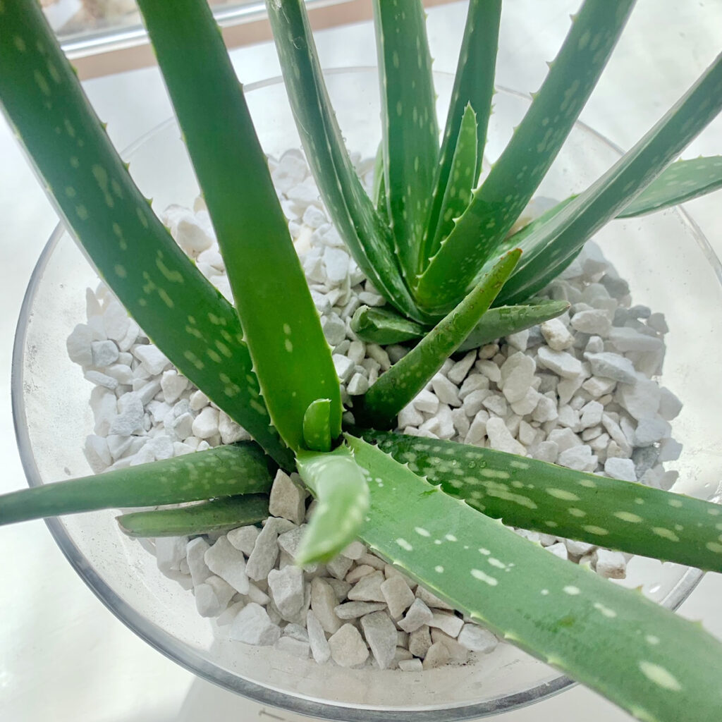 The Ultimate Guide to Lace Aloe Plant (Aristaloe aristata): Care ...