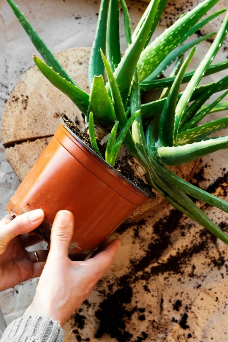 Affordable and Natural Aloe Vera Fertilizers Everyone Should Know ...