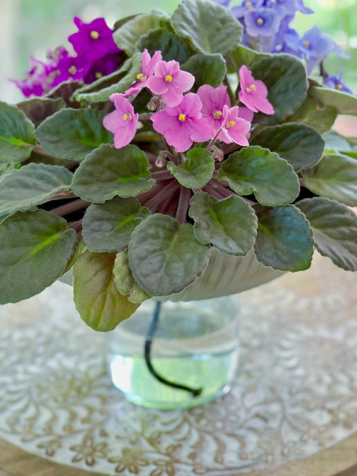 How to Water African Violets for Healthy Growth and Blooms - Celebrated ...