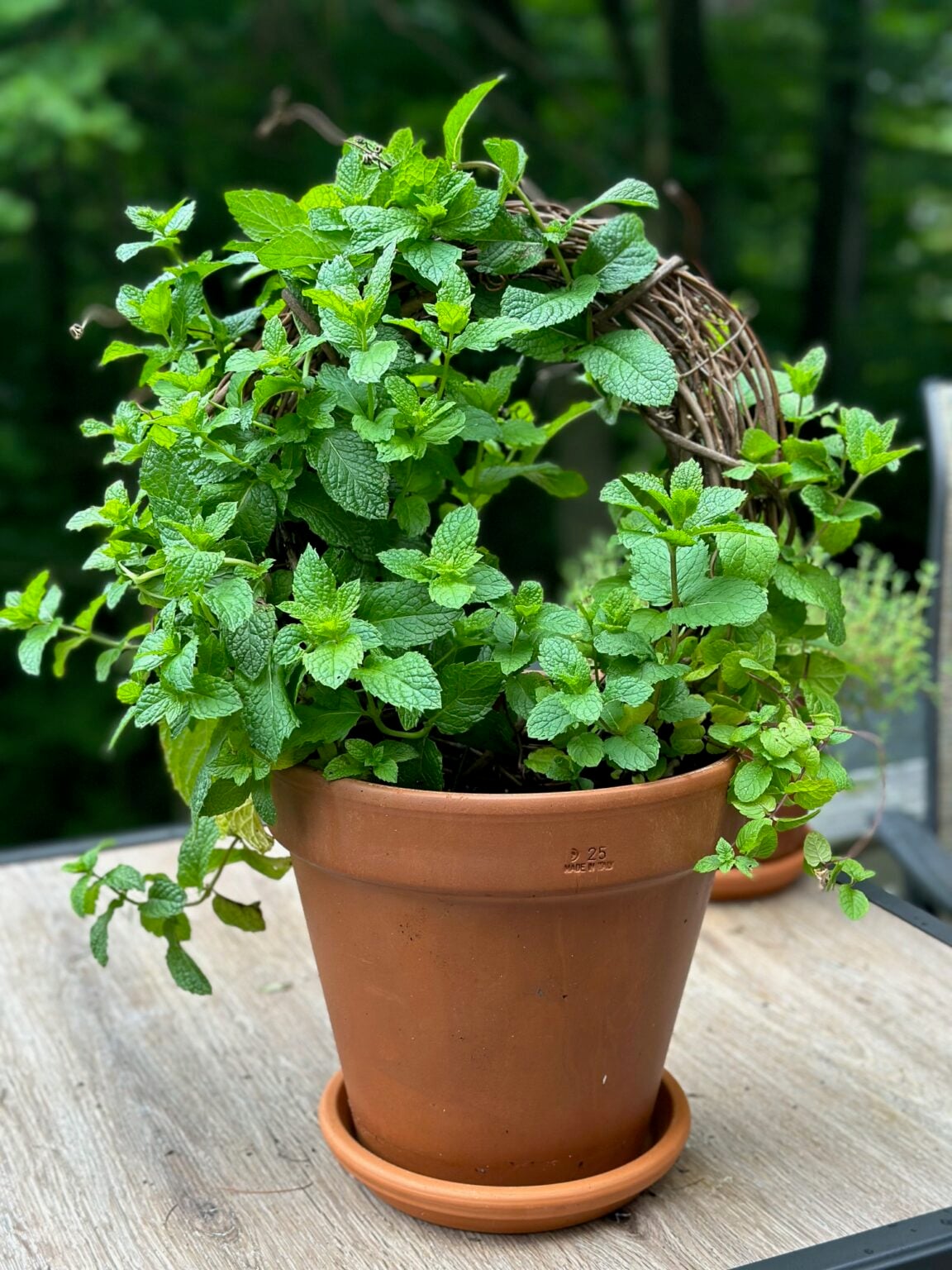 Can Mint Plants Survive Winter? A Comprehensive Guide to Overwintering ...