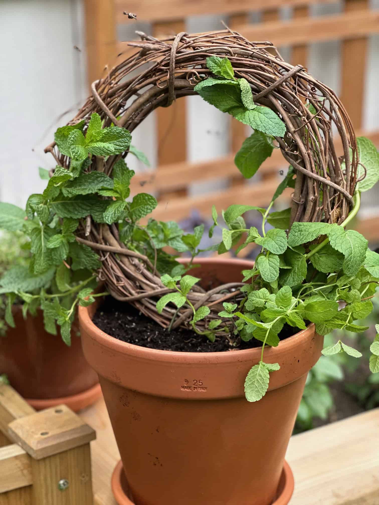 Mint Plant in a Pot: Easy Container Growing + a Simple Mint Topiary ...