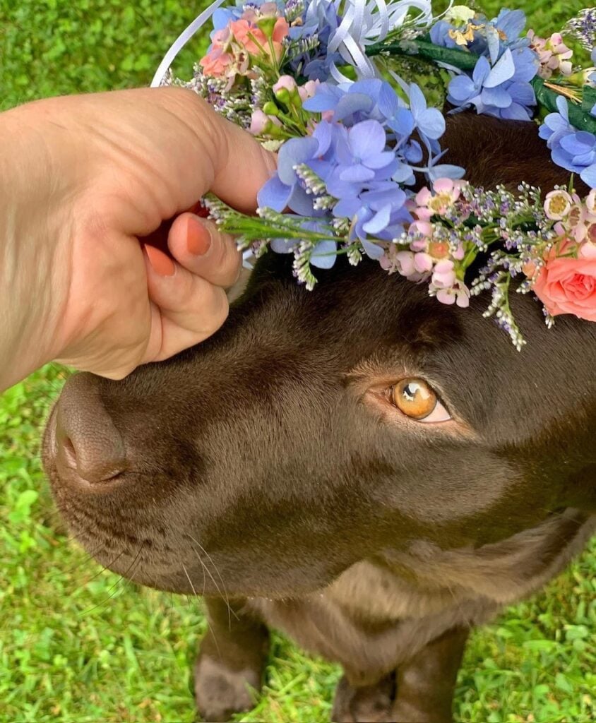 Flower Fillers: 30 Best Options for Stunning Arrangements (Pro Tips ...