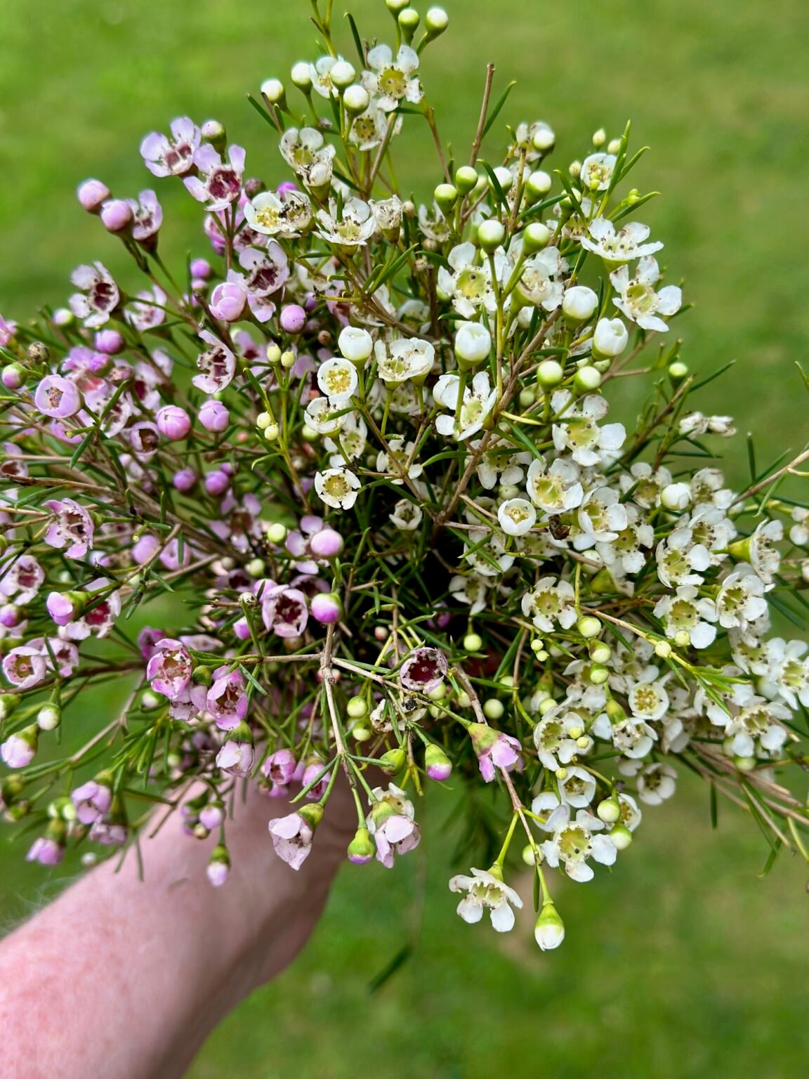 Flower Fillers: 30 Best Options for Stunning Arrangements (Pro Tips ...