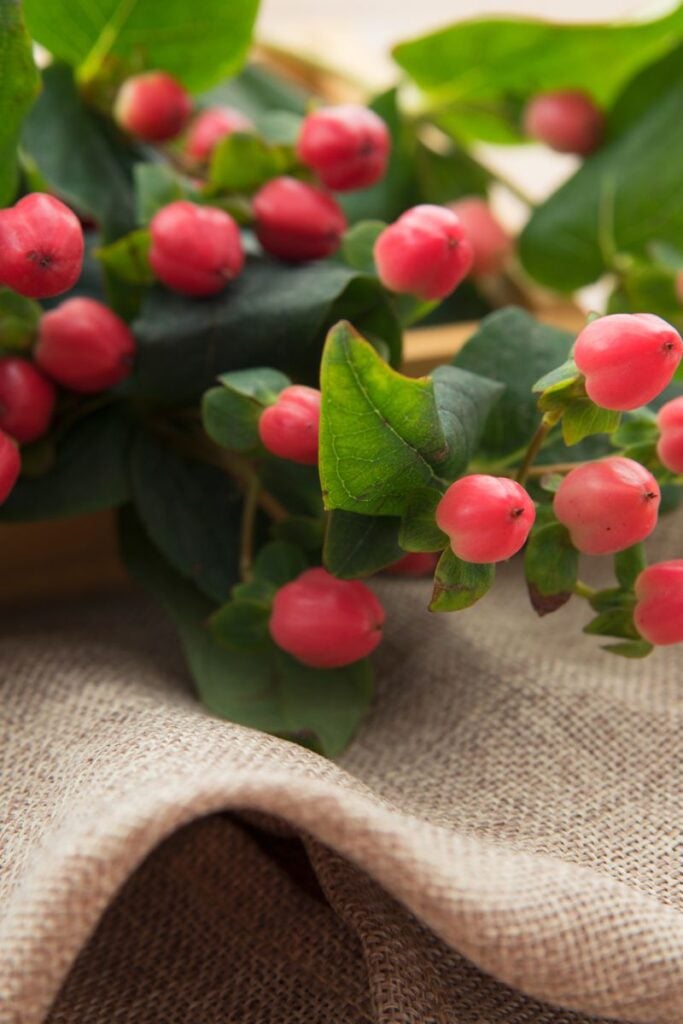 Flower Fillers: 30 Best Options for Stunning Arrangements (Pro Tips ...